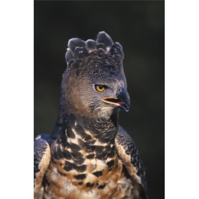 African Crowned Eagle Poster Print by Natural Selection David Ponton ...