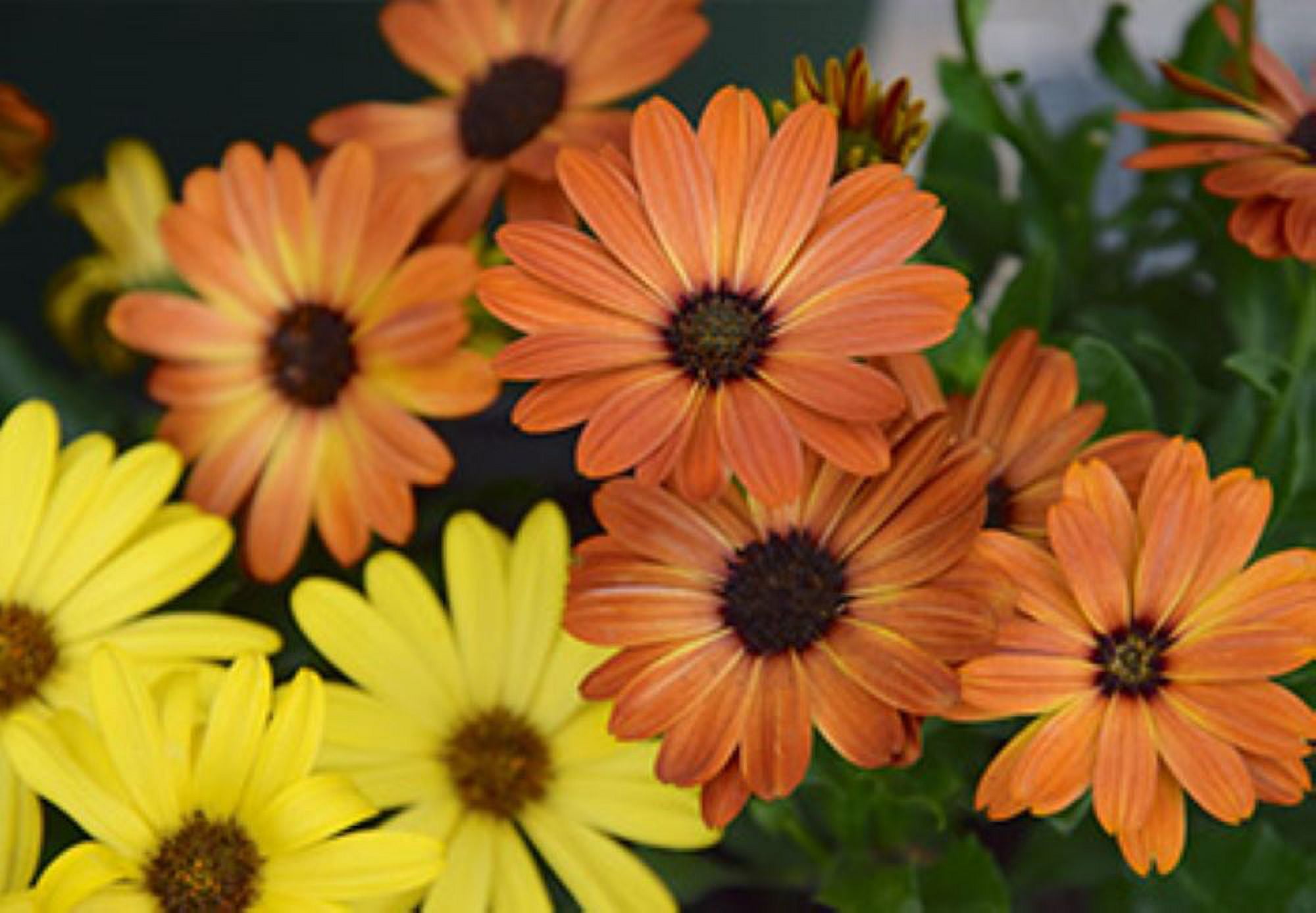 African Daisy- Flake Seed. 100 Seeds. Beautiful Warm Colors. Cut ...