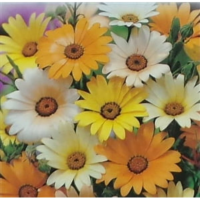 African Daisy Mixed Colors Seed - 1 Packet - Walmart.com
