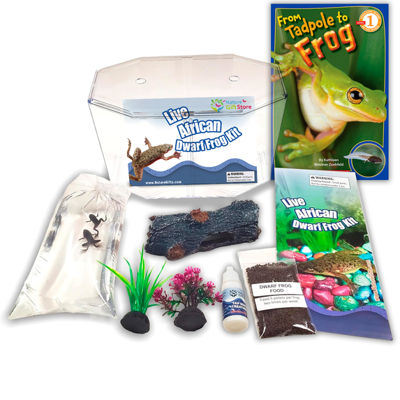 African Dwarf Frog Starter Kit – Includes Certificate for 2 Live Frogs ...