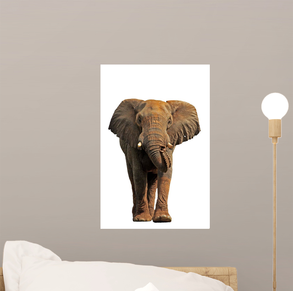 African Elephant White Wall Decal by Wallmonkeys Peel and Stick Graphic ...
