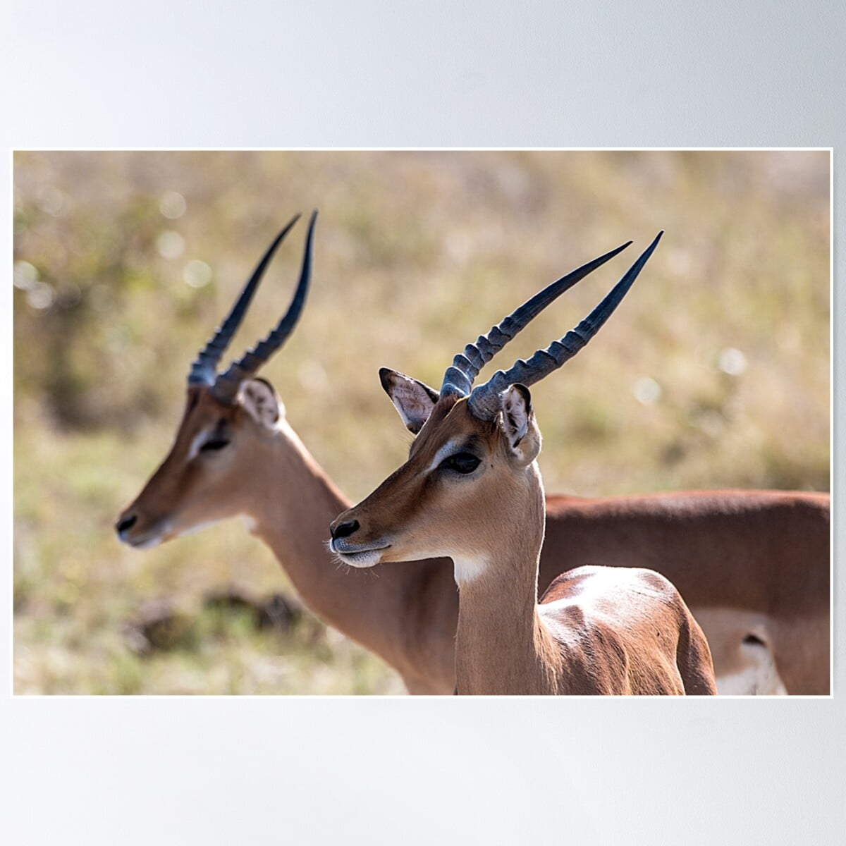 African Impala Poster Wall Art, Modern Wall Decor For Living Room ...