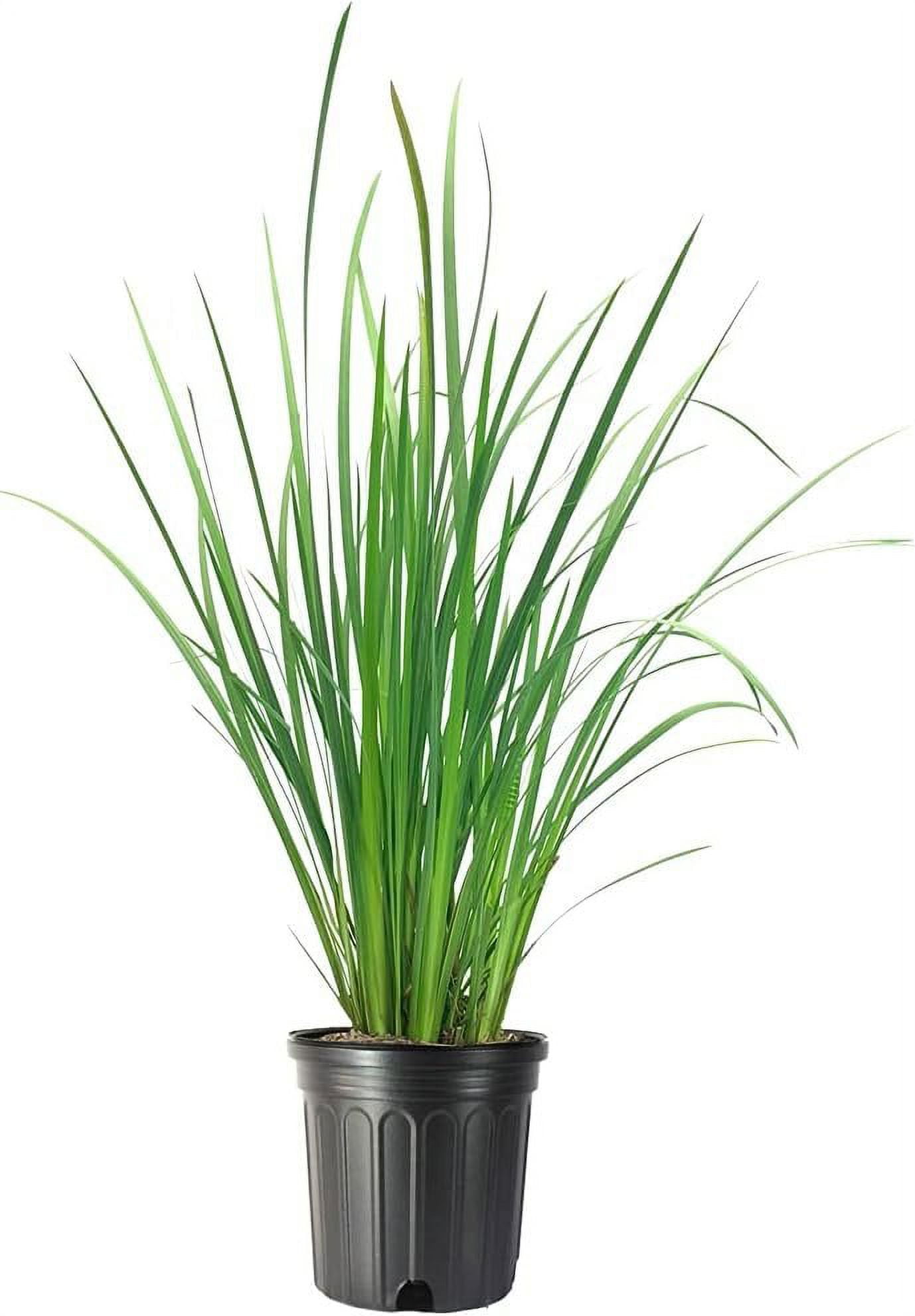 African Iris Yellow 3 Large Gallon Size Plants Dietes Vegeta Low ...