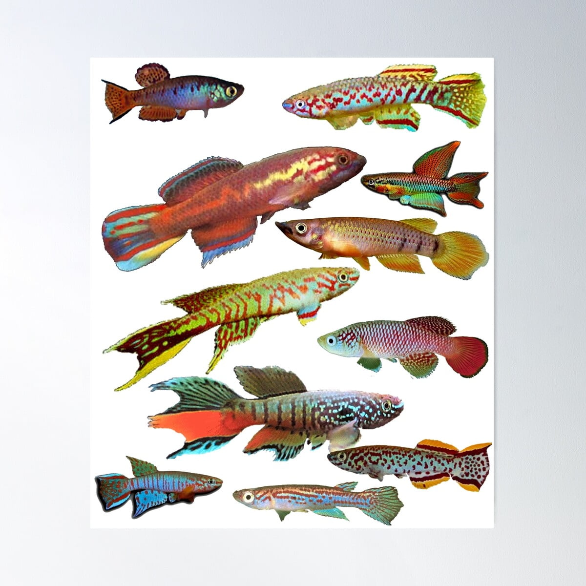African Killifish Multi-Fish Pattern Poster Wall Art, Modern Wall Decor ...