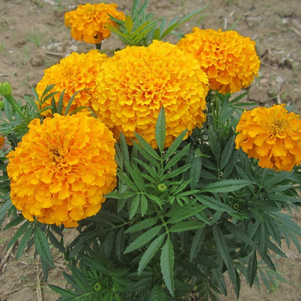 African Marigold Discovery Seeds - Vibrant and Easy-to-Grow Garden ...