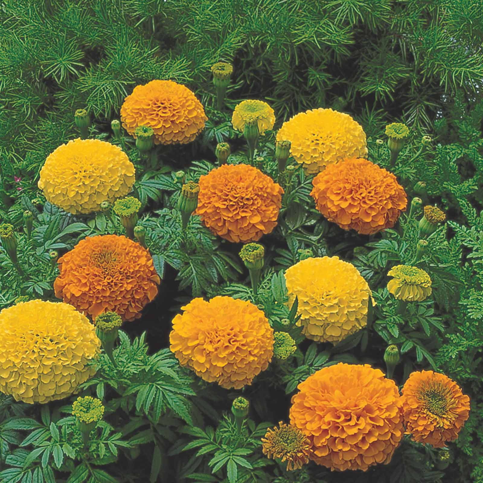 African Marigold Flower Garden Seeds -Inca II Series F1 - Mix - 100 ...