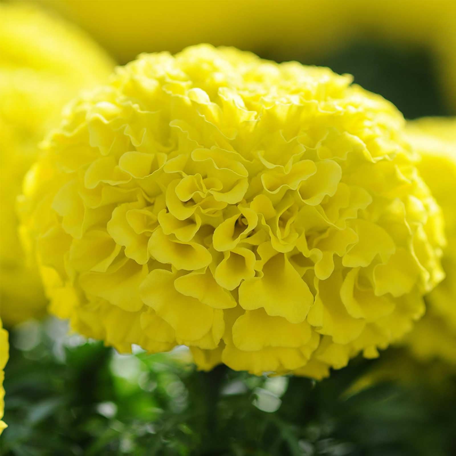 African Marigold Flower Garden Seeds - Taishan Series F1 - Yellow - 100 ...