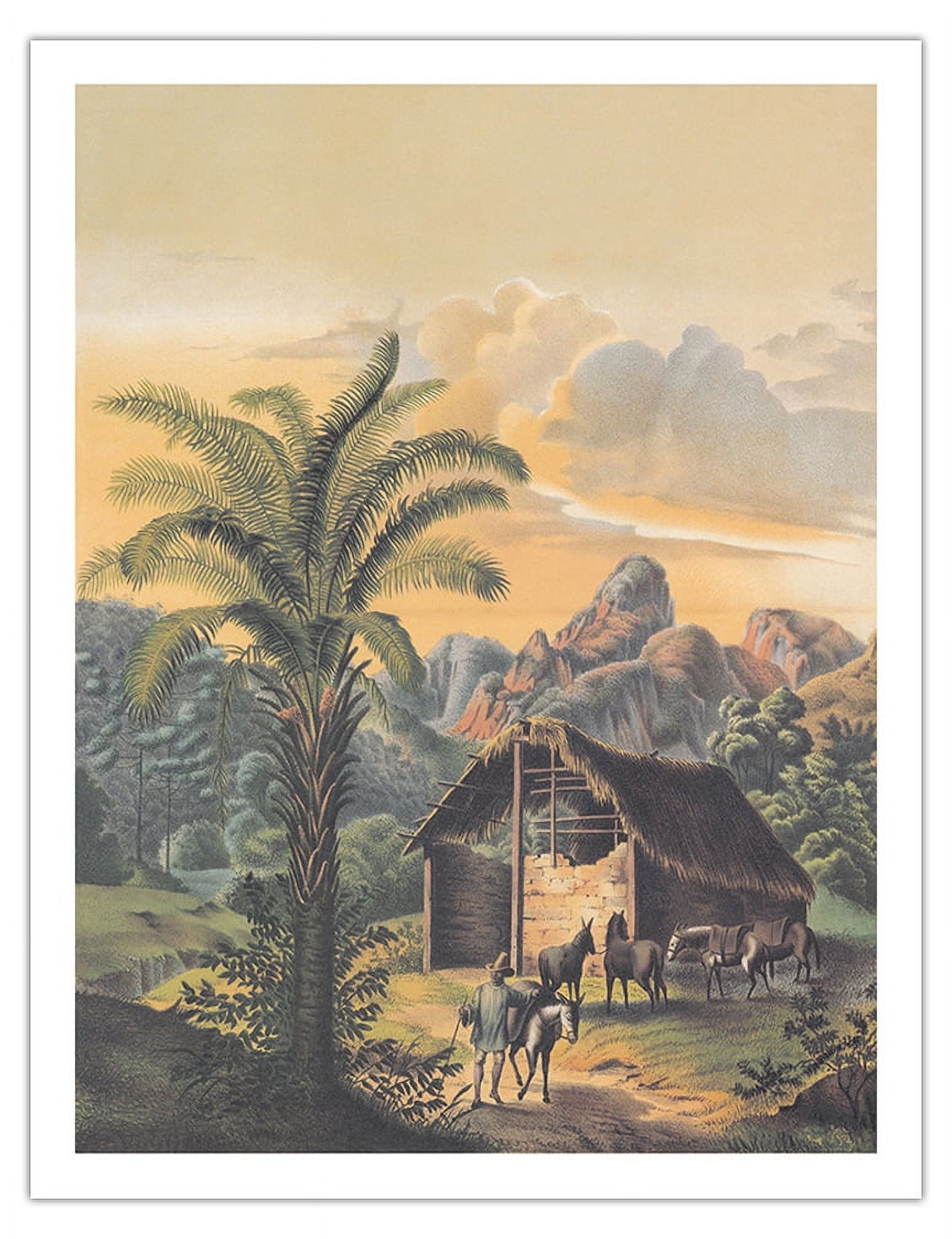 African Oil Palm (Elaeis Guineensis) - Organ Mountains Brazil - Vintage ...
