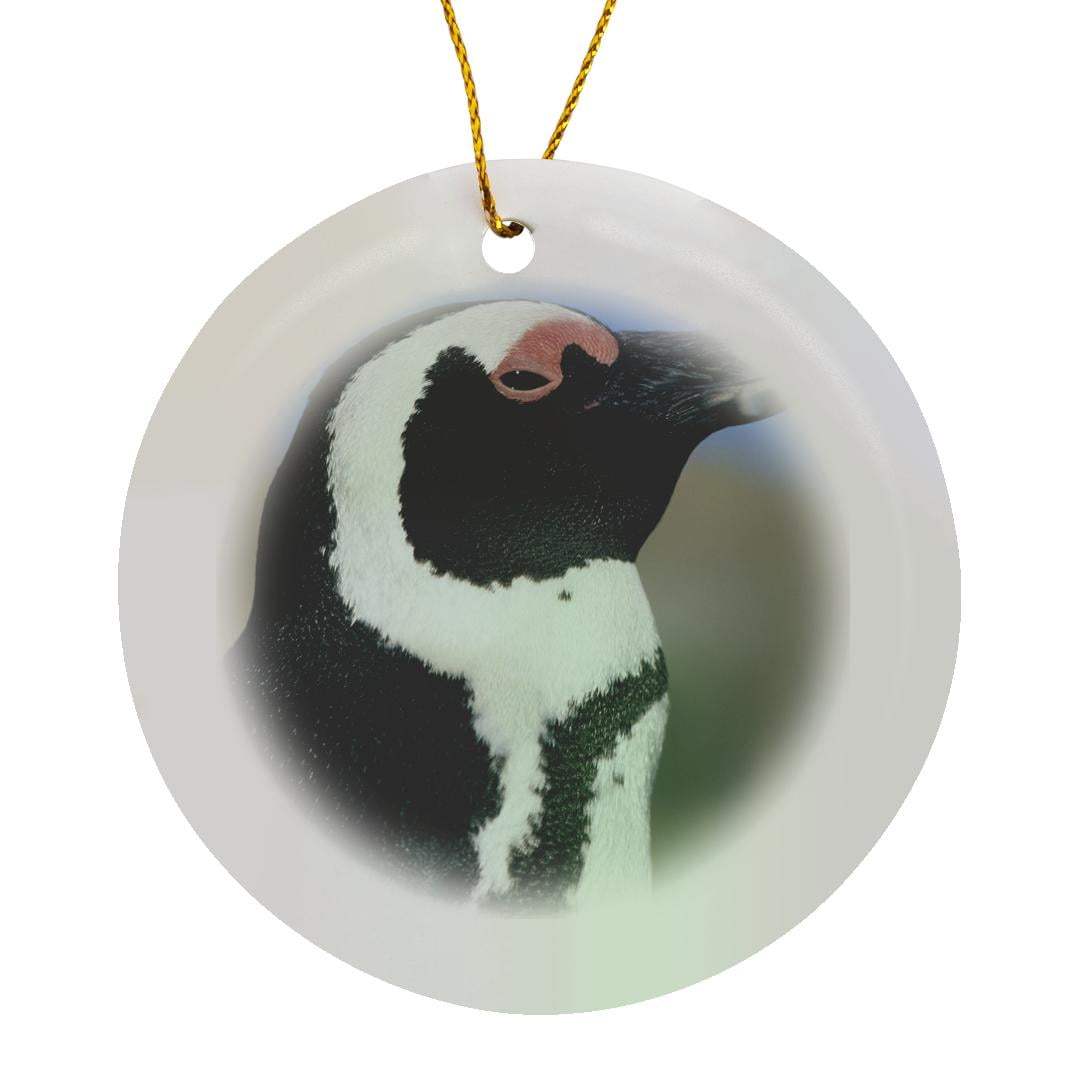 African Penguin, Cape Peninsula, South Africa-Af42 Ksc0000 - Kevin ...