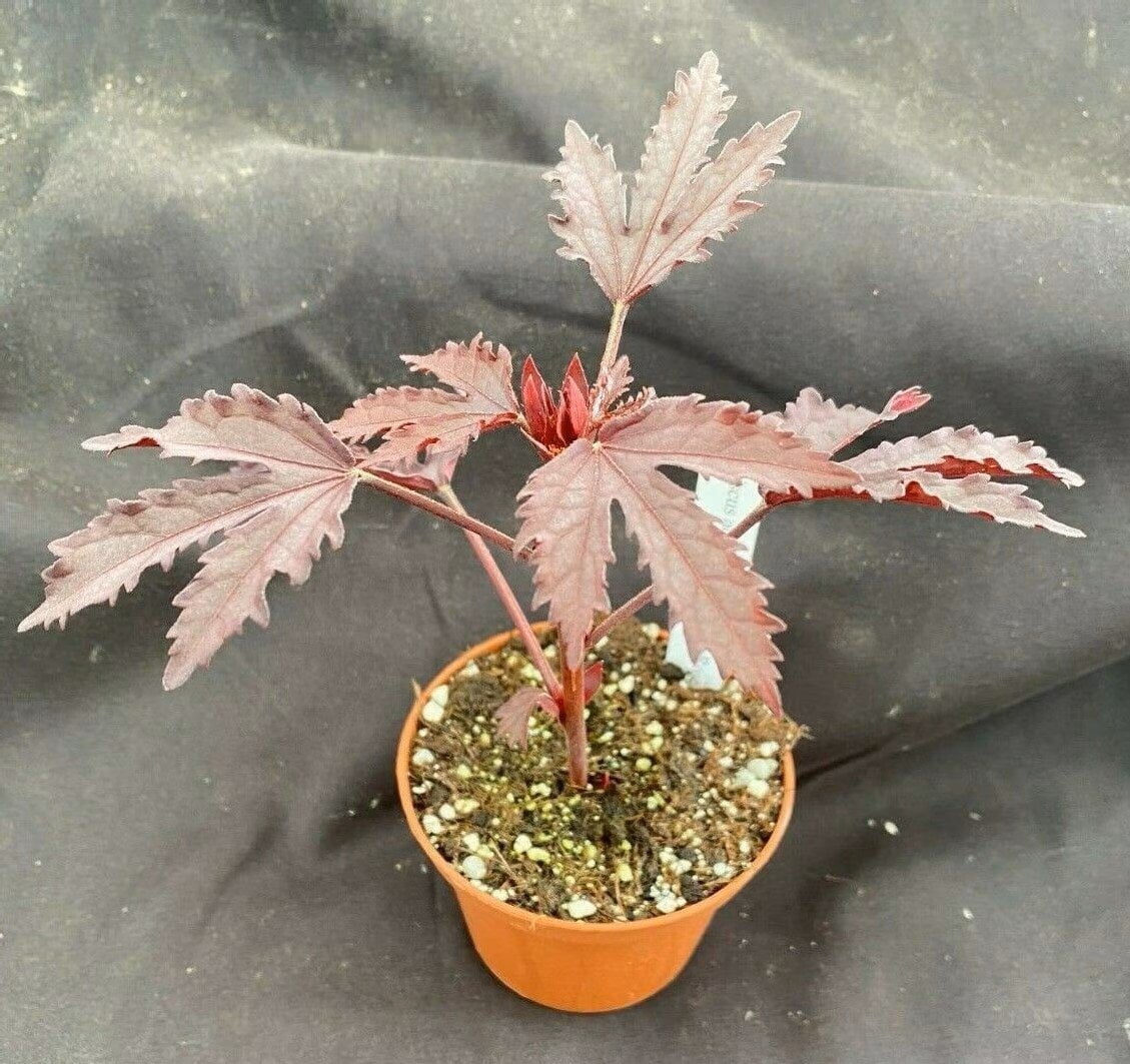 African Rose Hibiscus - 1 Live Starter Plant - Hibiscus Acetosella ...
