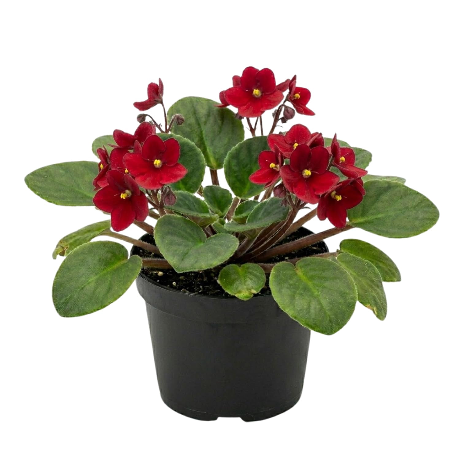 African Violet Plant Live in 4 Inch Pot, Indoor Flowering Houseplant ...