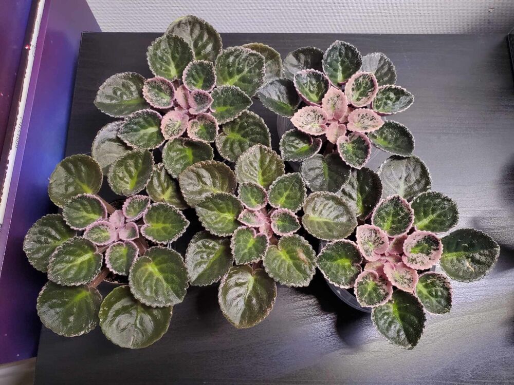 African Violet Yan-Gliusha (N.Puminova) PLANT - Walmart.com