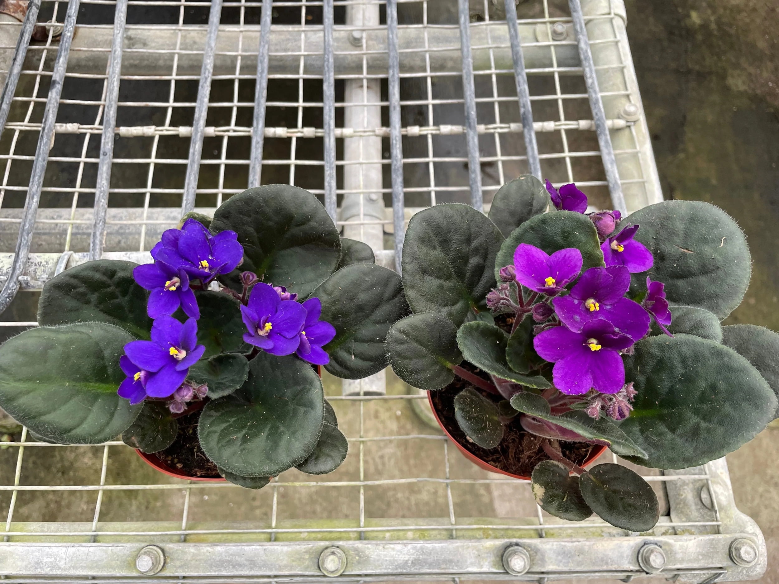Plant Products Company, African Violet Indoor Flowering Plant, Velvety ...