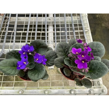 Harmony Foliage African Violet Smokey Moon 4 inch Gesneriad - Walmart.com