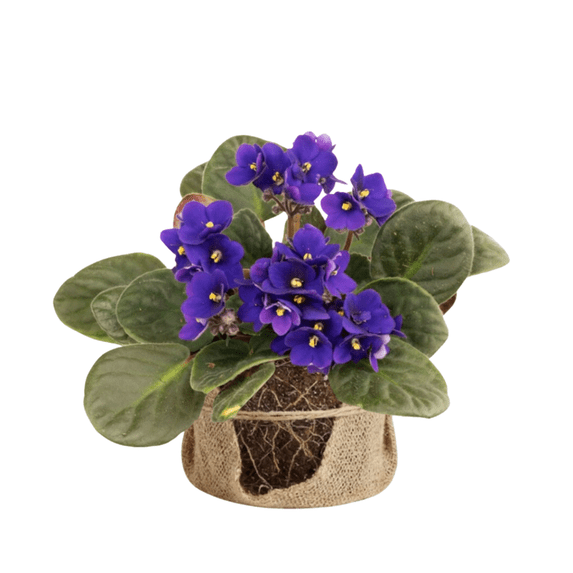 African Violets Live Plant, Blue African Violets Live House Plant for ...