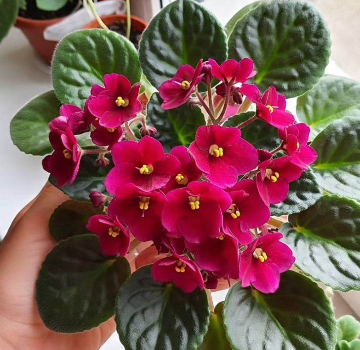 African Violets Live Plants, African Violet Plant Live House Plants, 4 ...