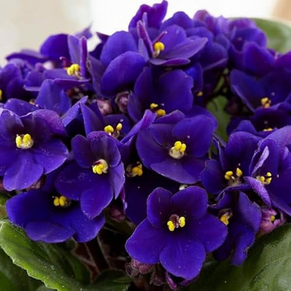 African Violets Live Plants Houseplants, Dark Blue African Violet ...