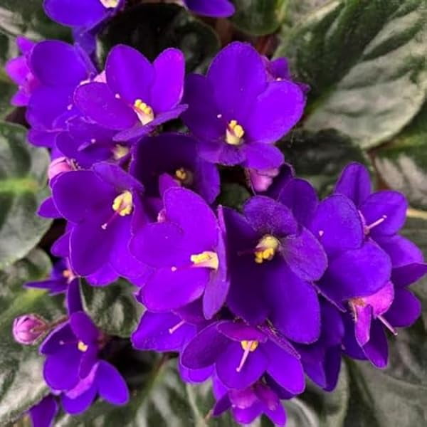 African Violets Live Plants Houseplants, Dark Purple African Violet ...