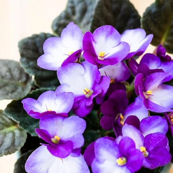 African Violets Live Plants Houseplants, Purple White African Violet ...