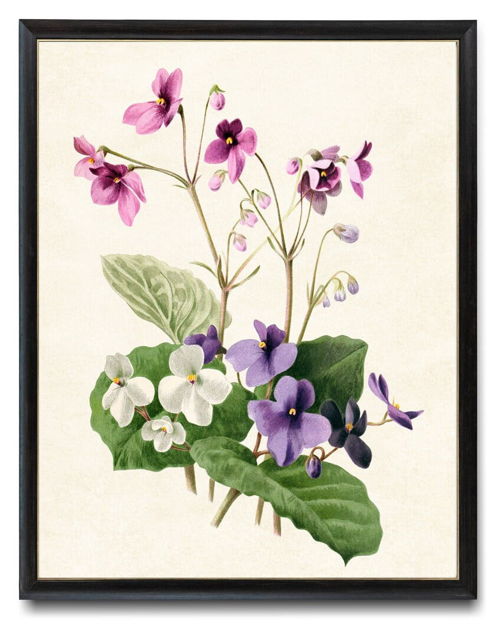 African Violets Printable, Vintage Flower Illustration, Botanical Wall ...
