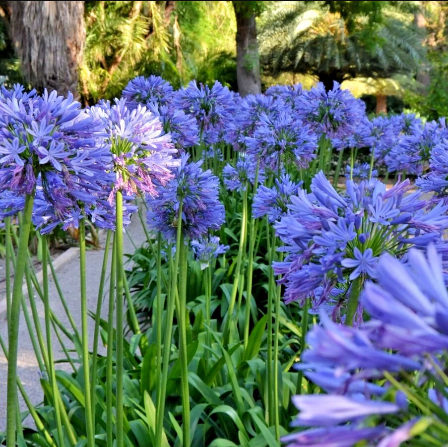 Agapanthus African Blue Live Plant for Planting, African Lily Hardy ...