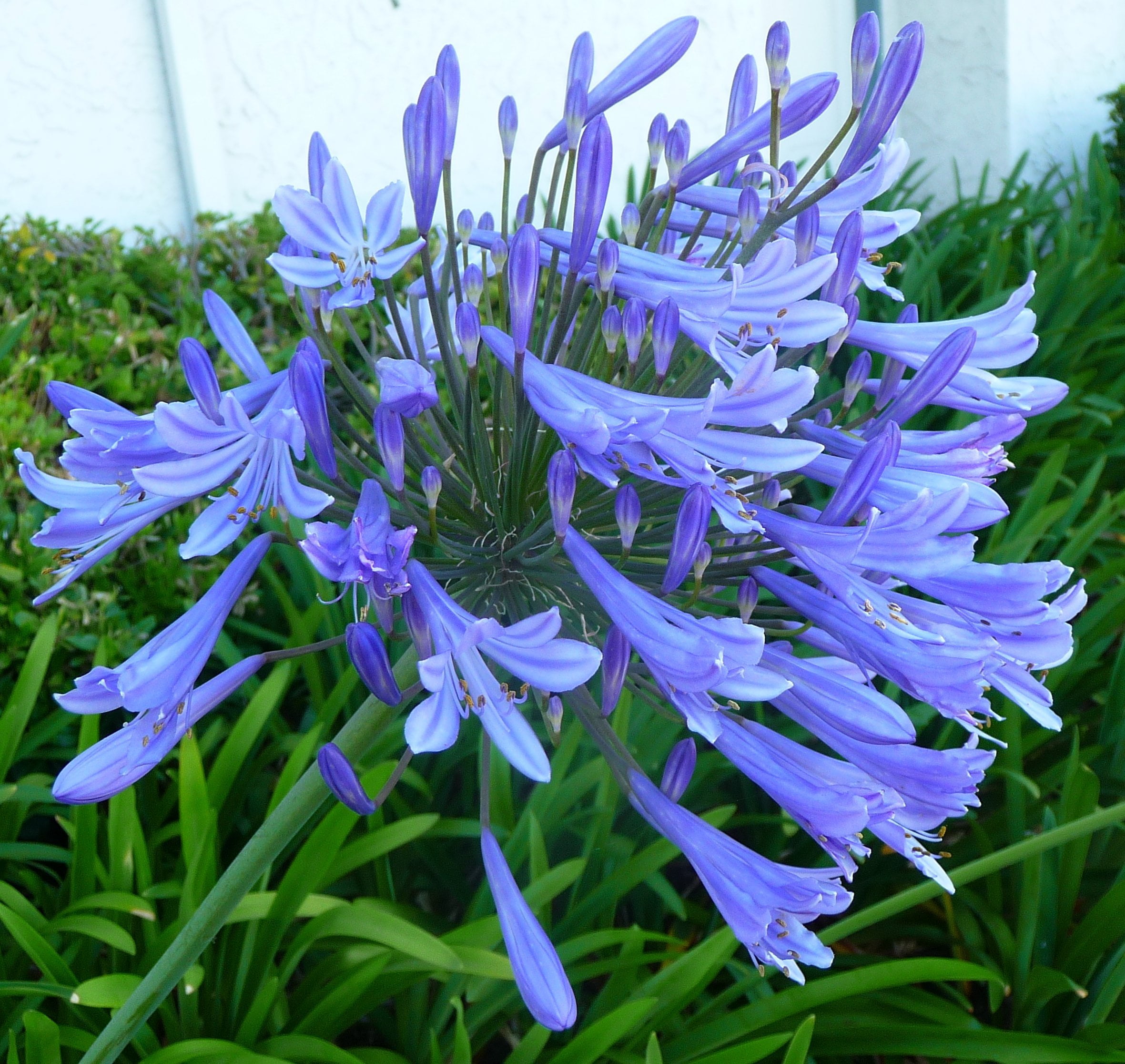 Agapanthus Africanus 'Lily of The Nile' - 10 Live Plants - 2" Pot Size ...