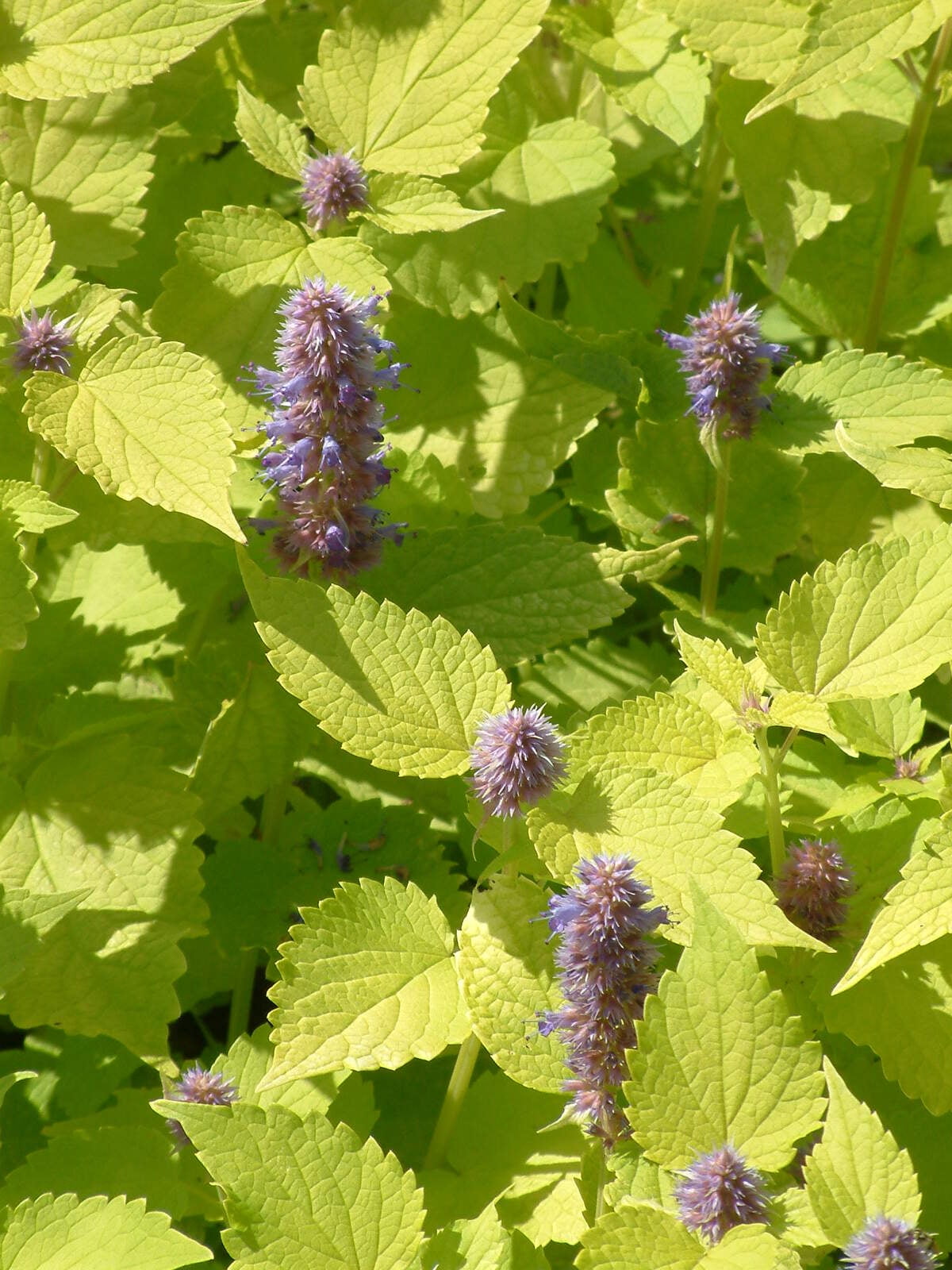 Agastache 'Golden Jubilee' -Golden Anise Hyssop- Live Starter Plant ...