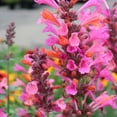 Agastache 'Kudos Coral' -Hummingbird Mint- Live Starter Plant - Walmart.com