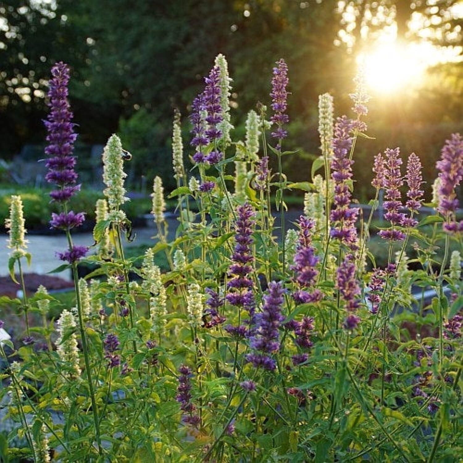 Agastache Rugosa White Purple Mix - Anise Hyssop Plants - Walmart.com
