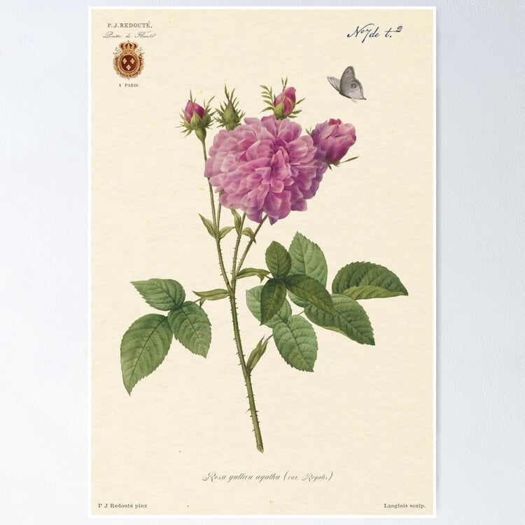 Agatha Rose By Redoutã©, Ã©Dition Classique Poster, UNFRAMED-12x18 ...