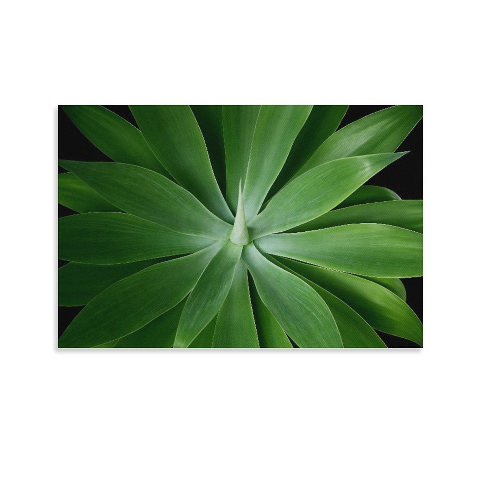 Agave Attenuata Spike Plant Green Canvas Art Poster And Wall Art ...