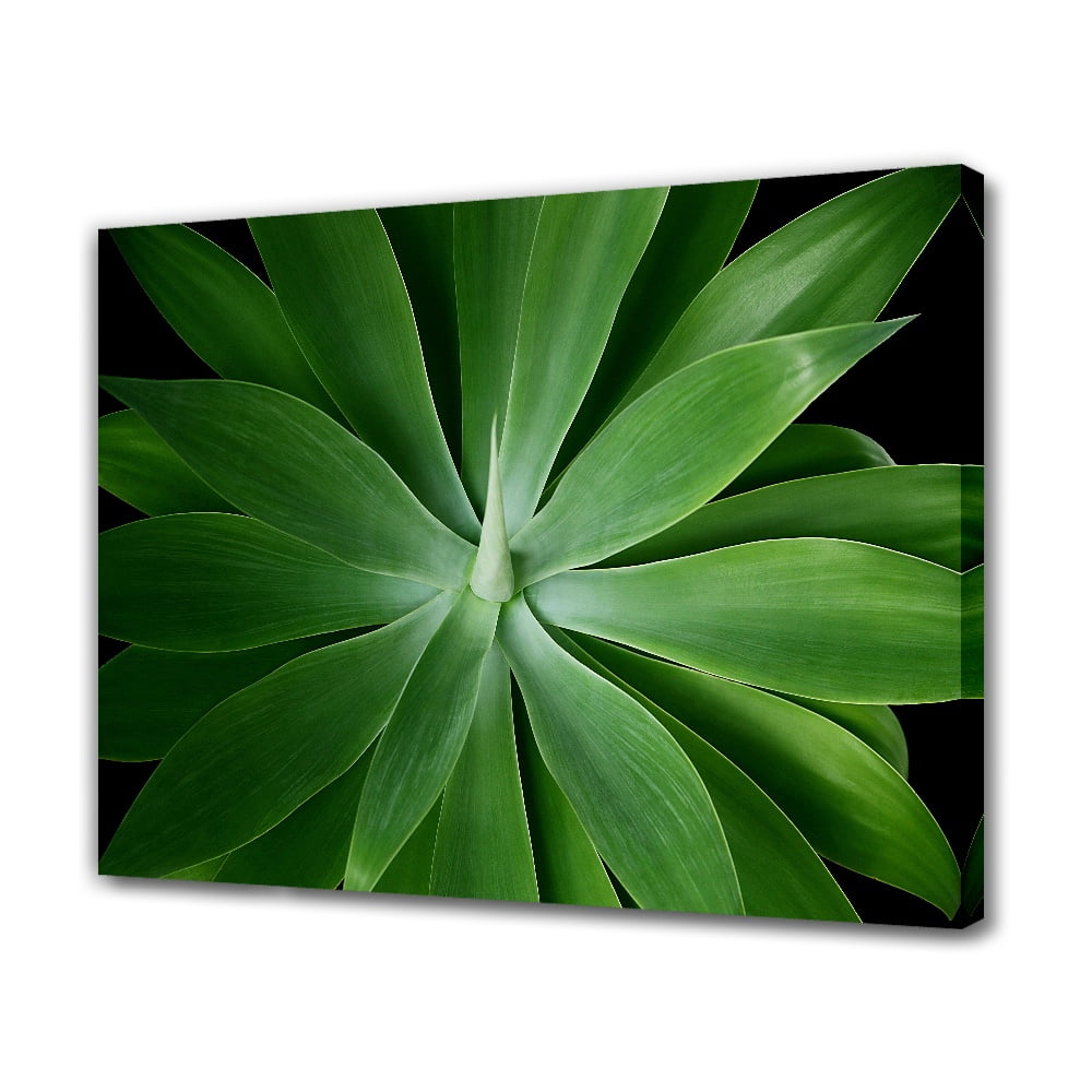 Agave Attenuata Spike Plant Green Canvas Poster Bedroom Decor Sports ...