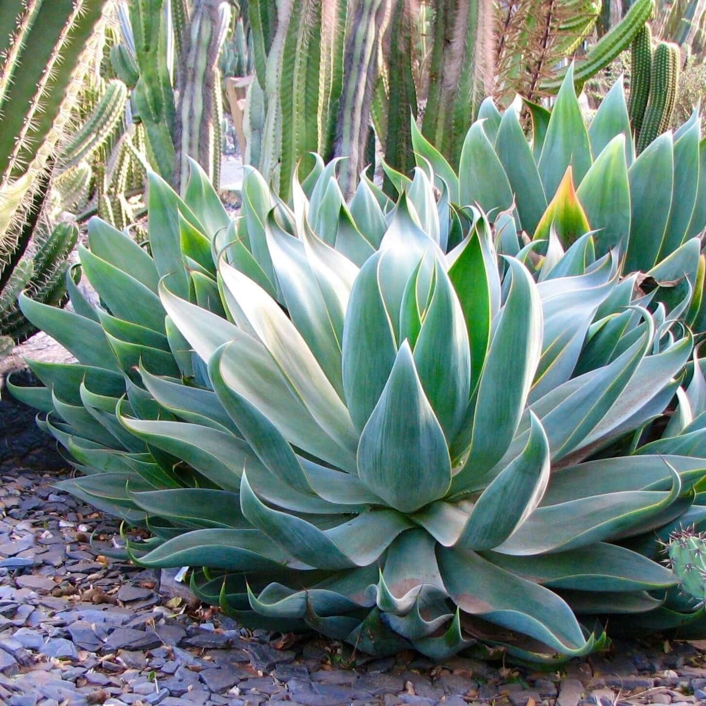 Agave Blue Flame | 1 Extra Large 3 Gallon Plant | Agave 'Blue Flame ...