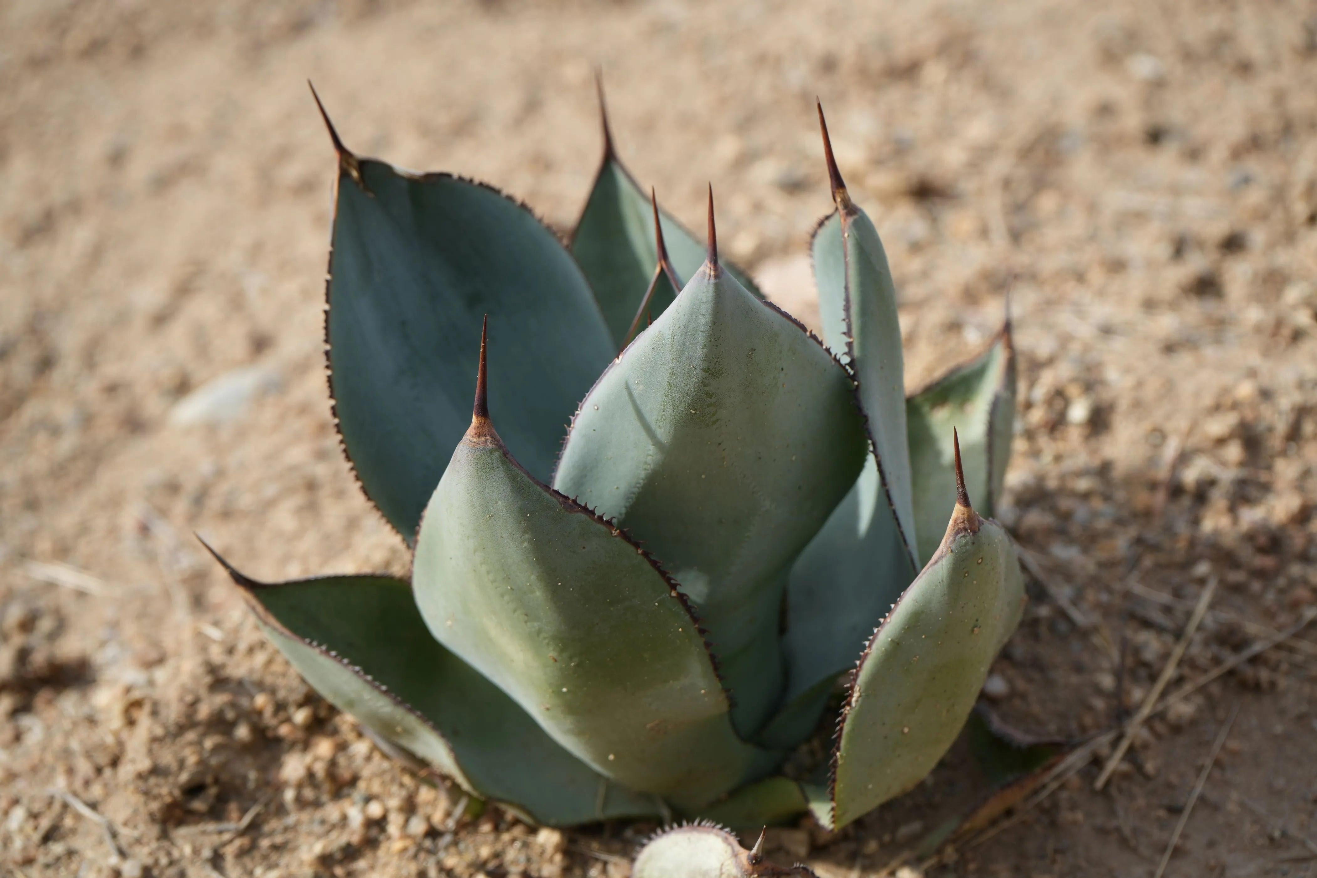 Agave Celsii 'Nova': A Stellar Addition to Your Garden - Walmart.com