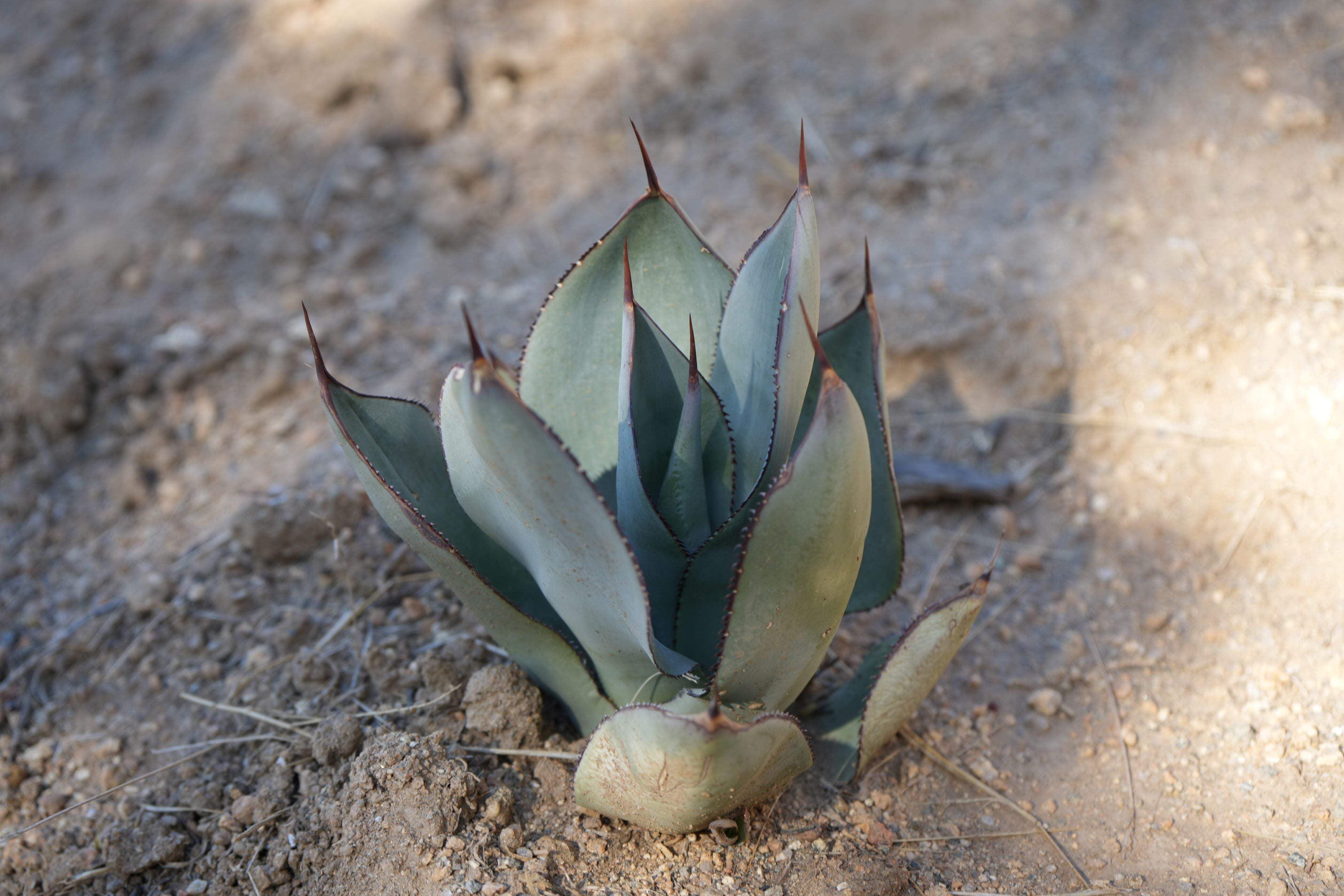 Agave Celsii 'Nova': A Stellar Addition to Your Garden - Walmart.com