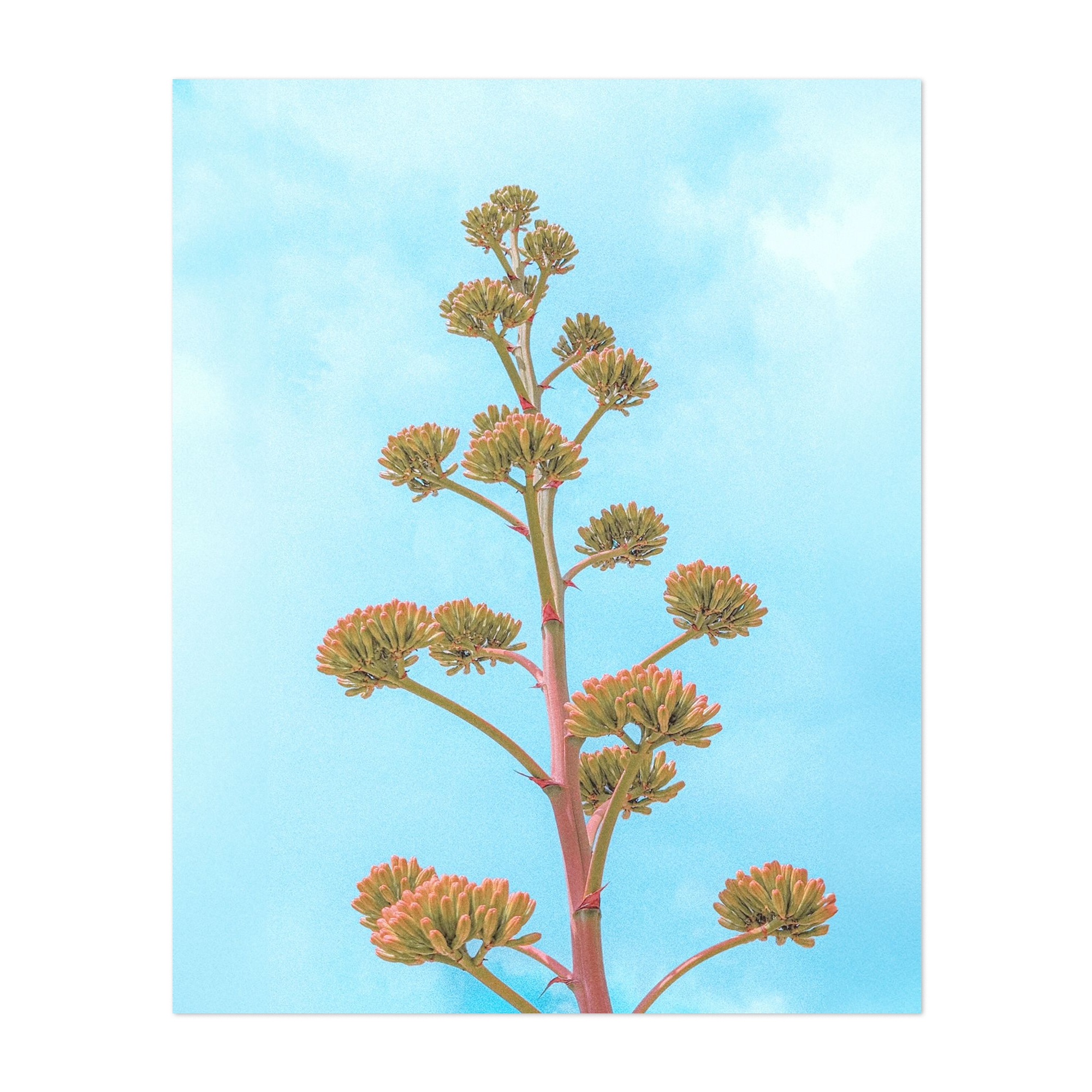 Agave Century Plant Flower Stalk Bloom - Joshua Tree California ...