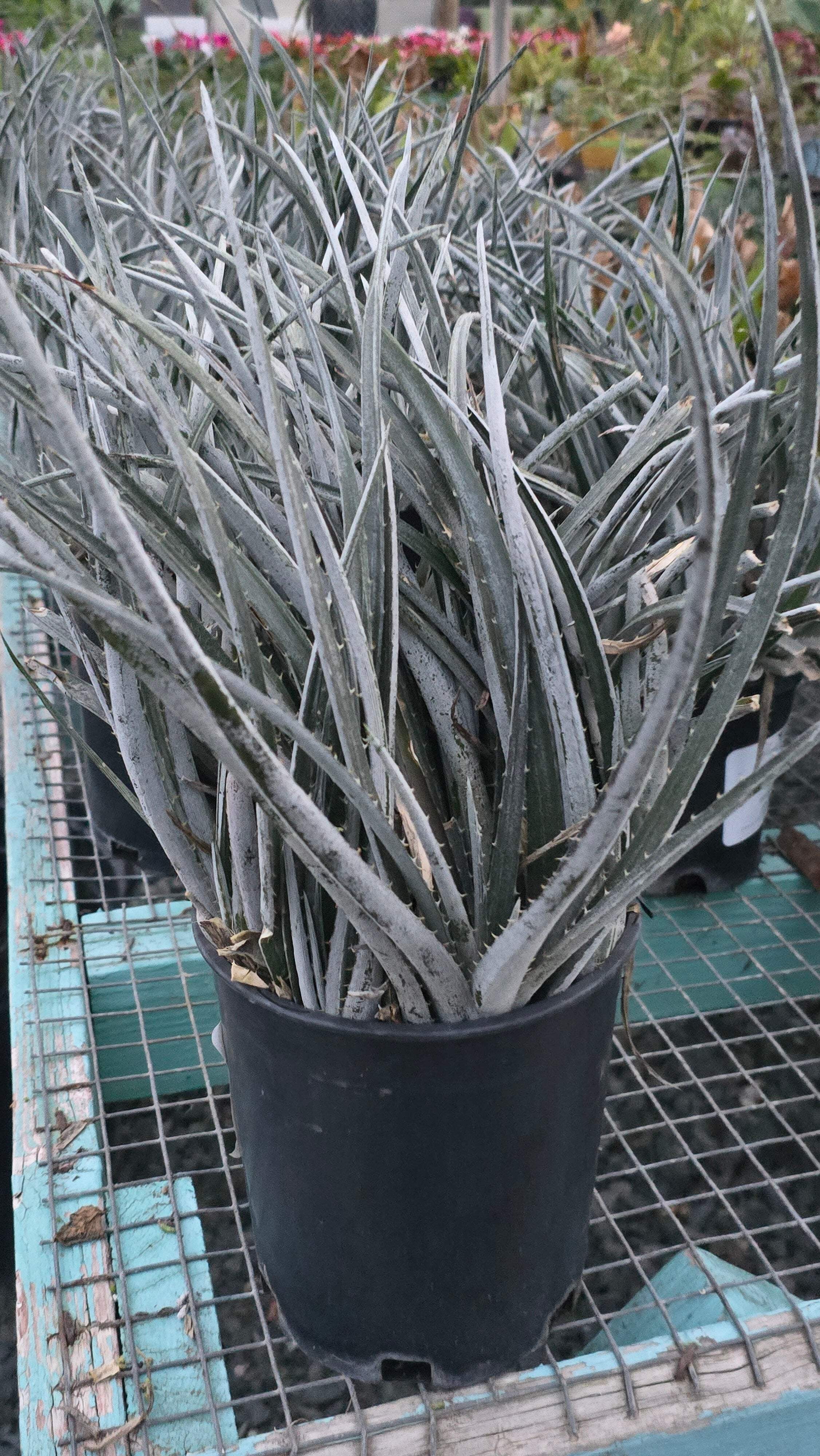 Agave Dyckia Fosteriana in 1 gal pot - Snake Plant - 1.5 Ft tall - Get ...