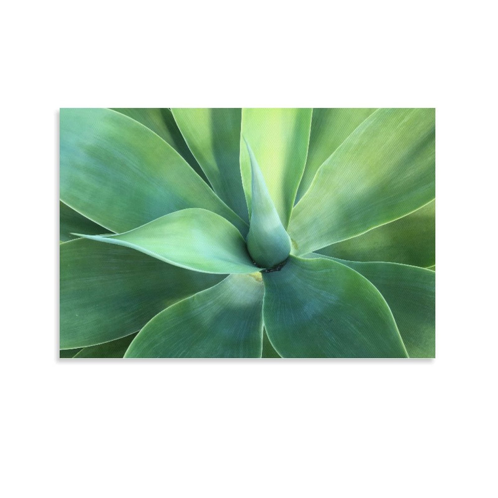 Agave Green Plant Poster Decorative Painting Canvas Wall Art Living ...