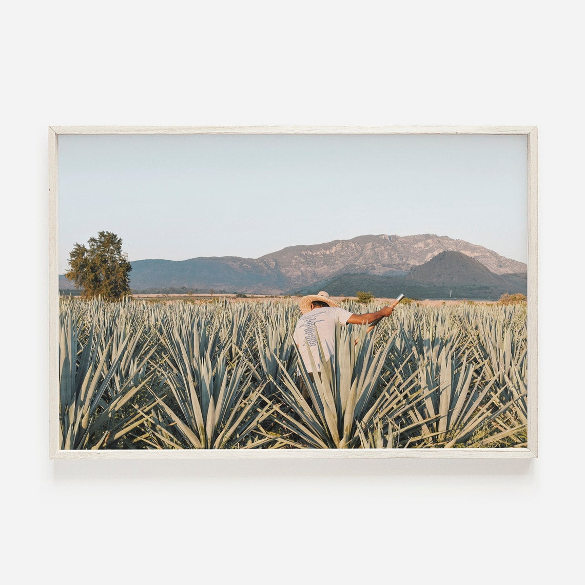 Agave Harvest Wall Art, Farmer In Agave Field, Mexico Farm Printable ...