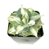 Agave Isthmensis Variegata Hoji Raijin, 4" Pot - Walmart.com