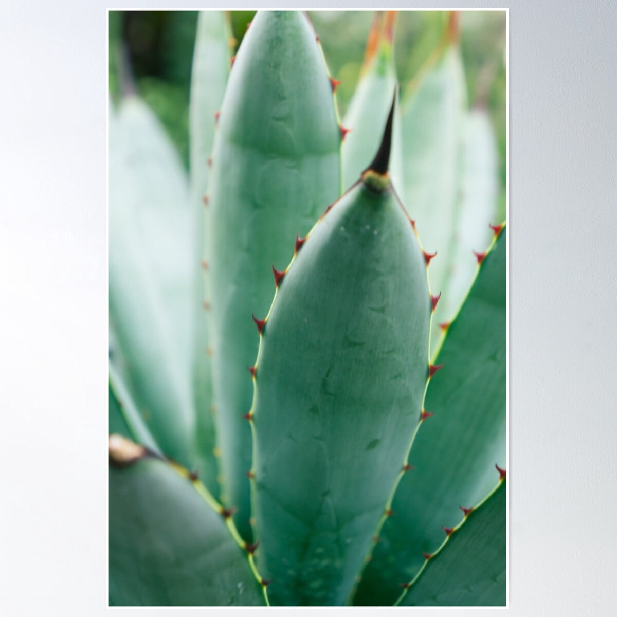 Agave Poster Wall Art, Modern Wall Decor For Living Room Bedroom, 8x12 ...