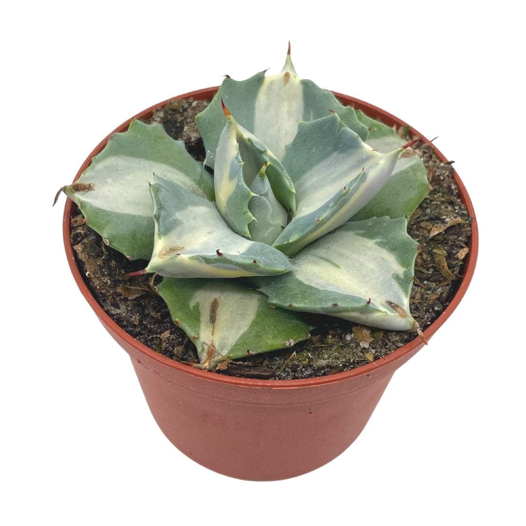 Agave Potatorum, 3 inch, Variegated Rare Agave Aloe Cactus - Walmart.com