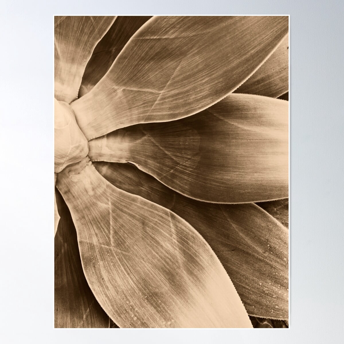 Agave Side View In Dark Sepia Poster Wall Art, Modern Wall Decor For ...