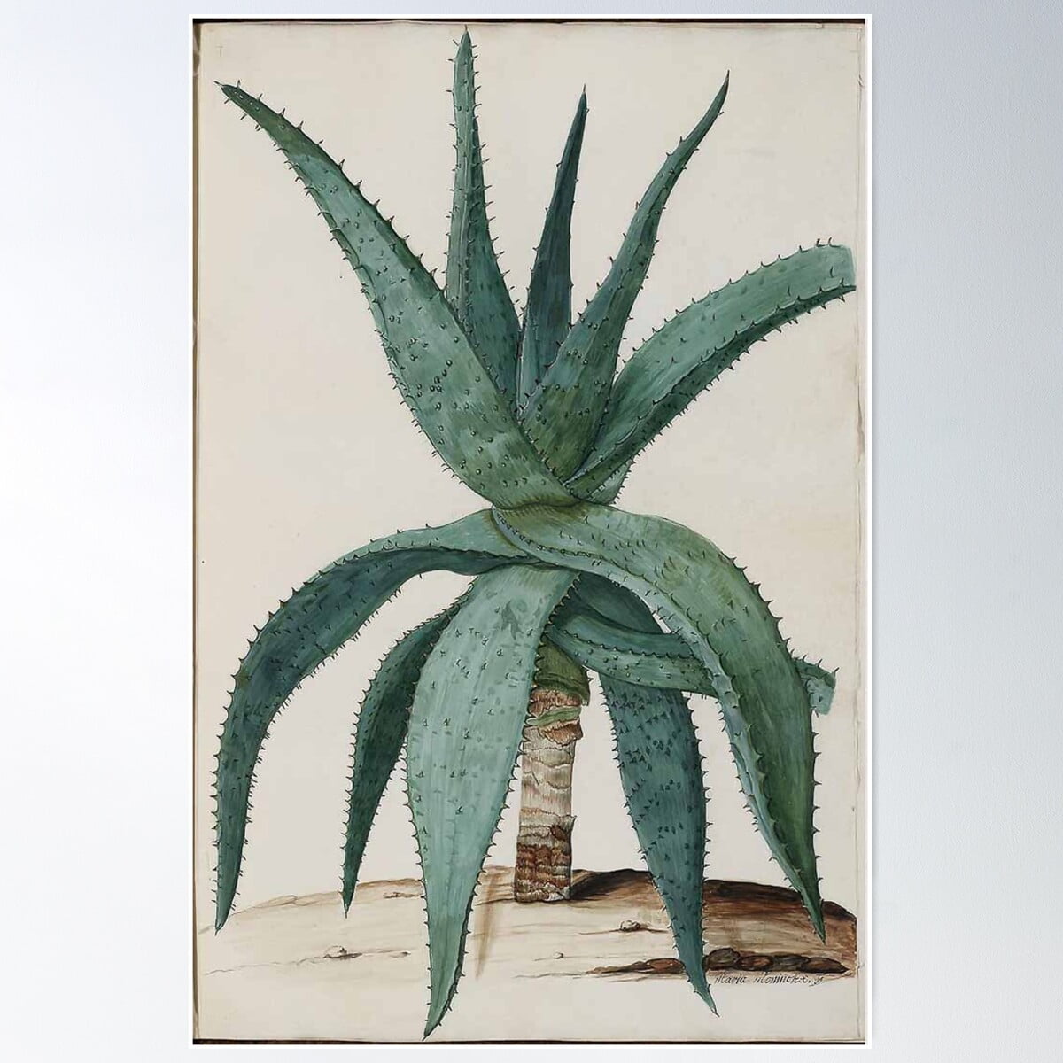 Agave Tequilana By Maria Moninckx Poster Wall Art, Modern Wall Decor ...