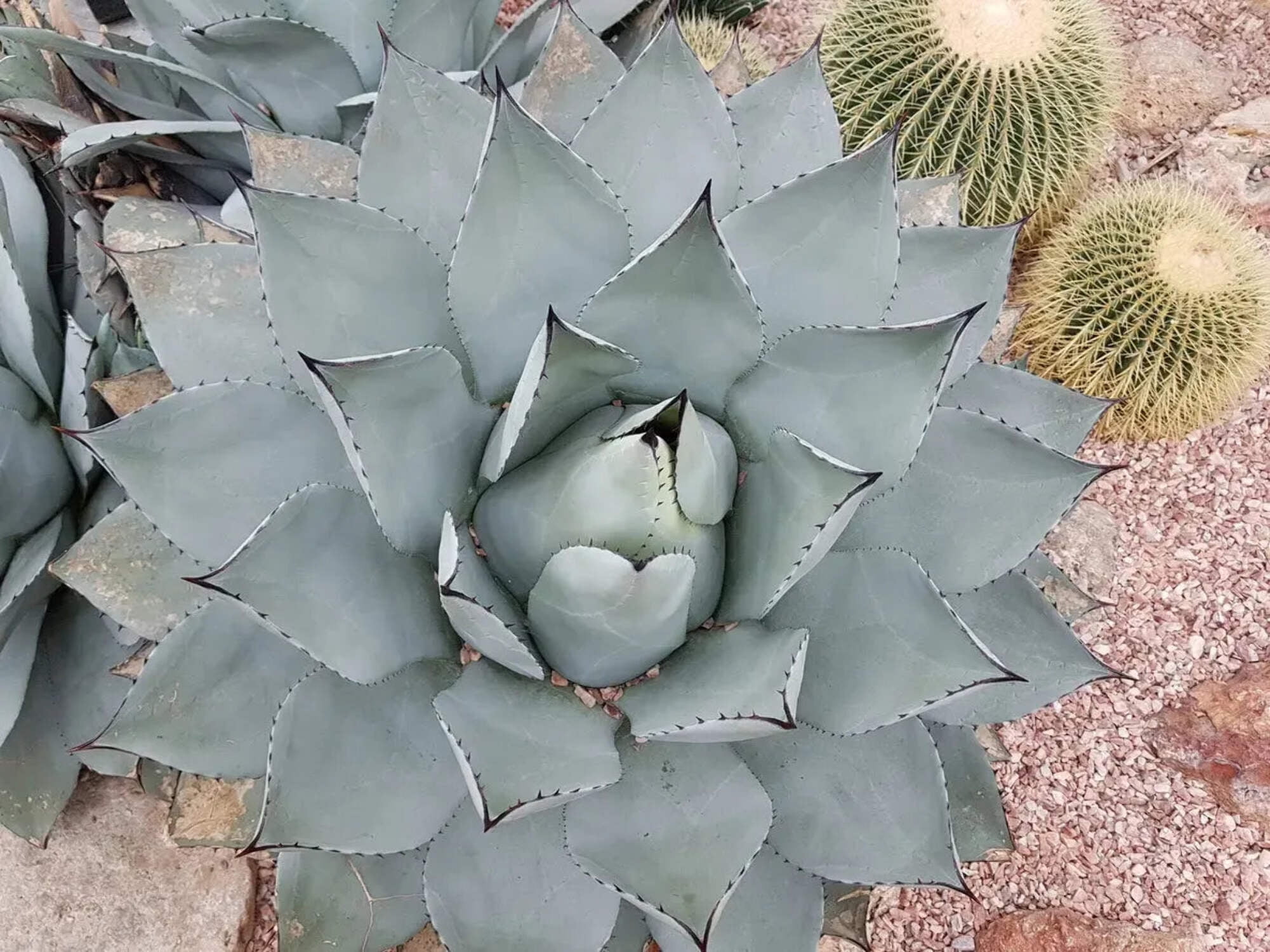 Agave pygmaea 'Dragon Toes': A Tiny, Mighty Succulent - Walmart.com