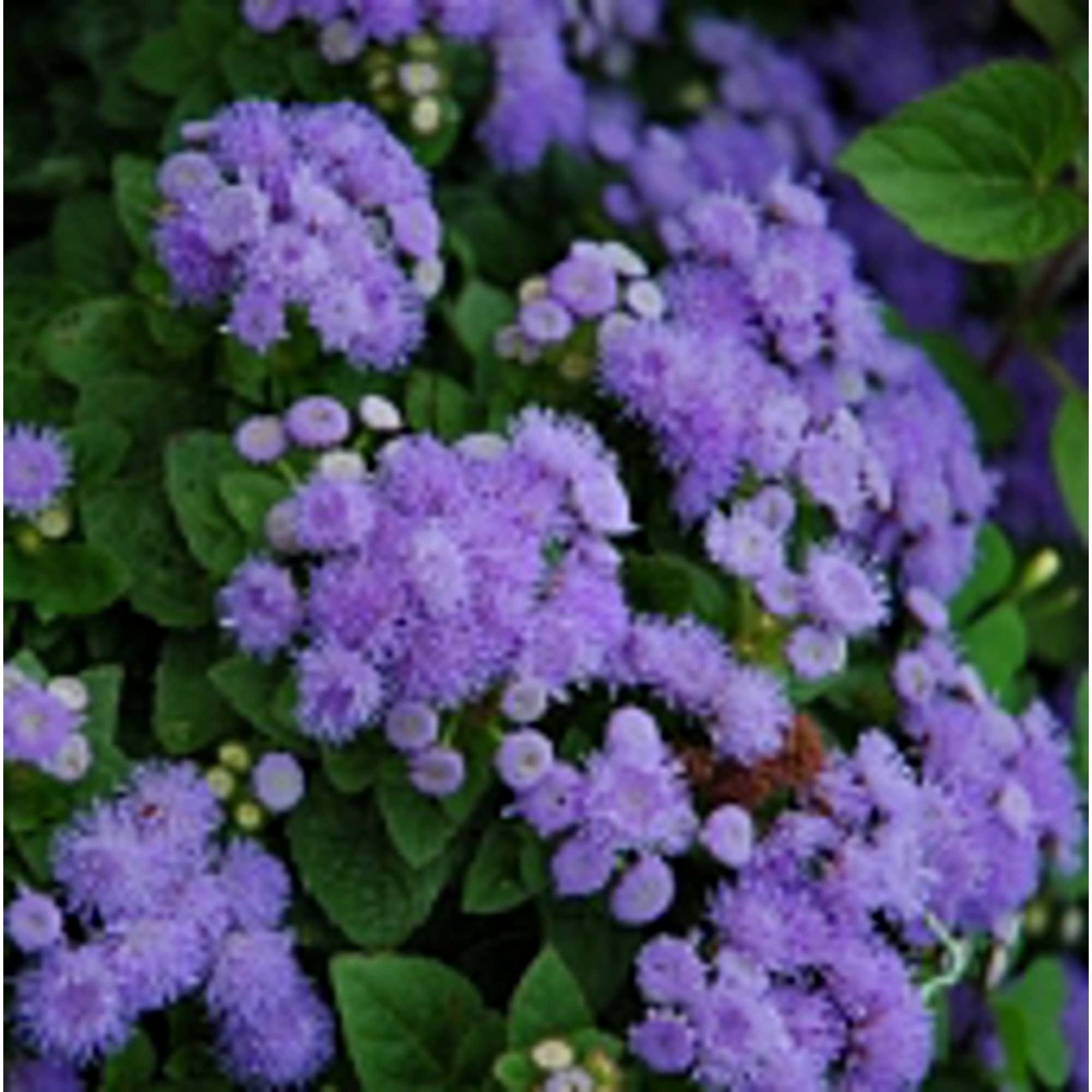 20+ Ageratum Blue Mink Flower Seeds, Non-GMO, Powder-Blue Blooms ...