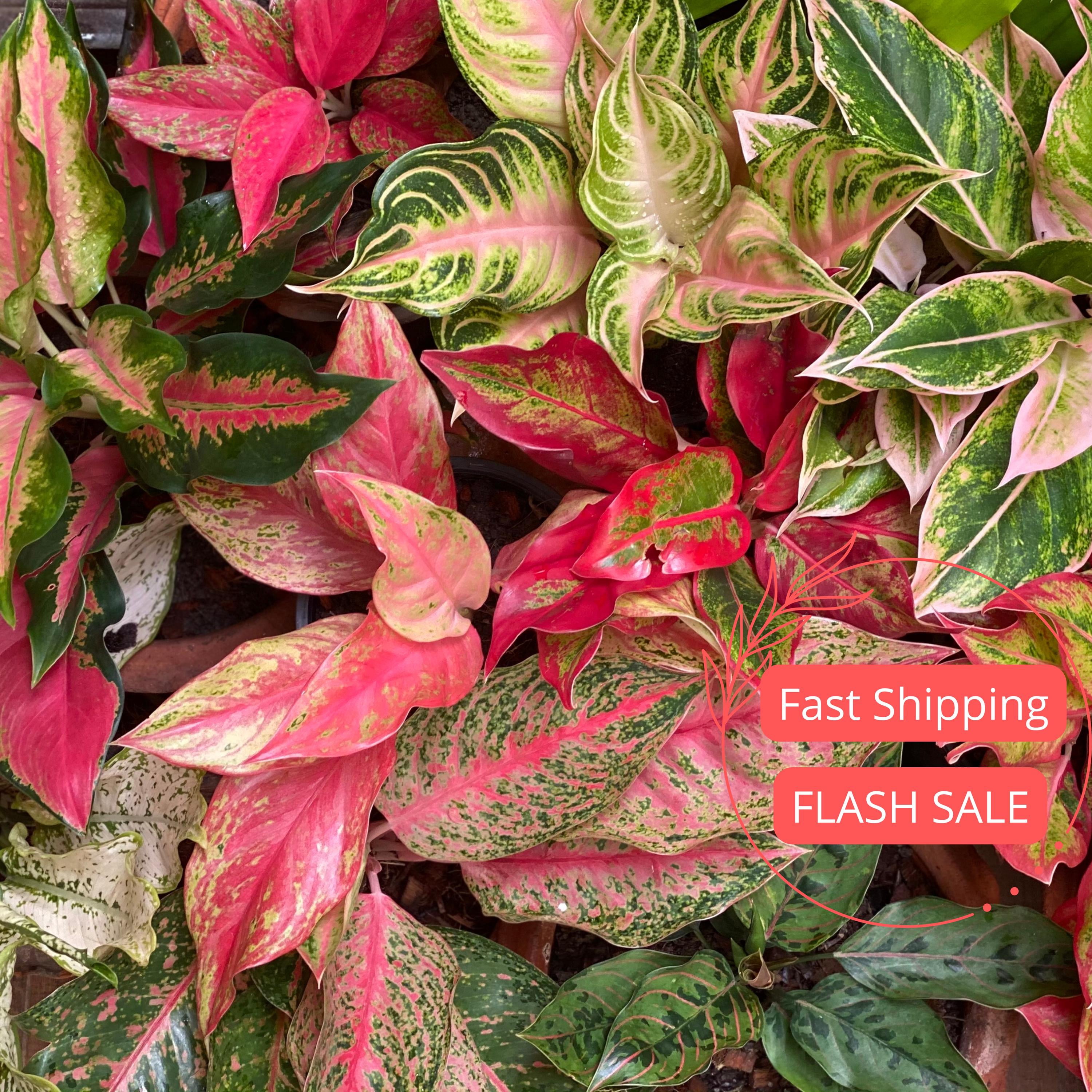 Aglaonema Assorted Large House Plants Starter Pack | Aglaonema Siam Red ...