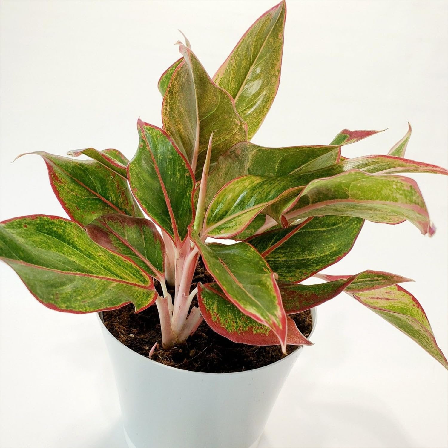 Aglaonema Firecracker - Live Plant in an 8 Inch Growers Pot - Aglaonema ...