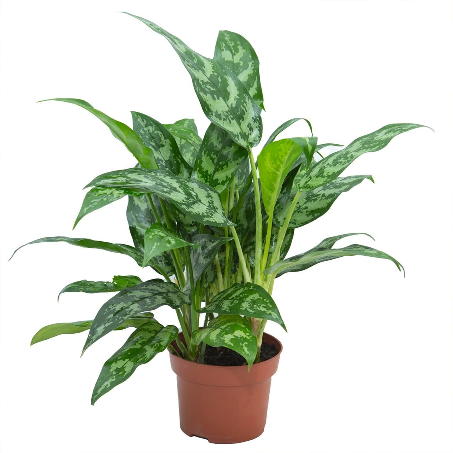 Aglaonema Maria - 5 Live Plants in 4 Inch Growers Pots - Aglaonema ...