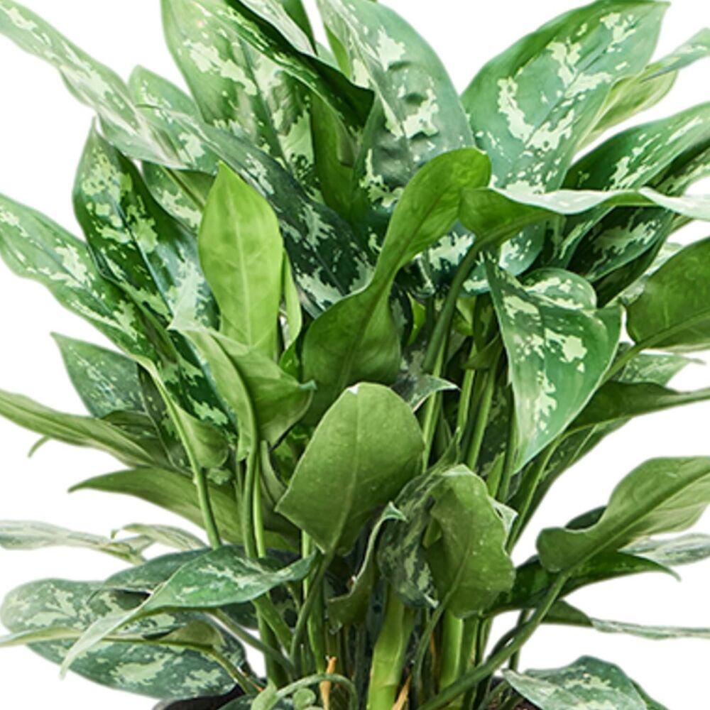 Aglaonema Maria - Live Plants in 4 Inch Growers Pots - Walmart.com